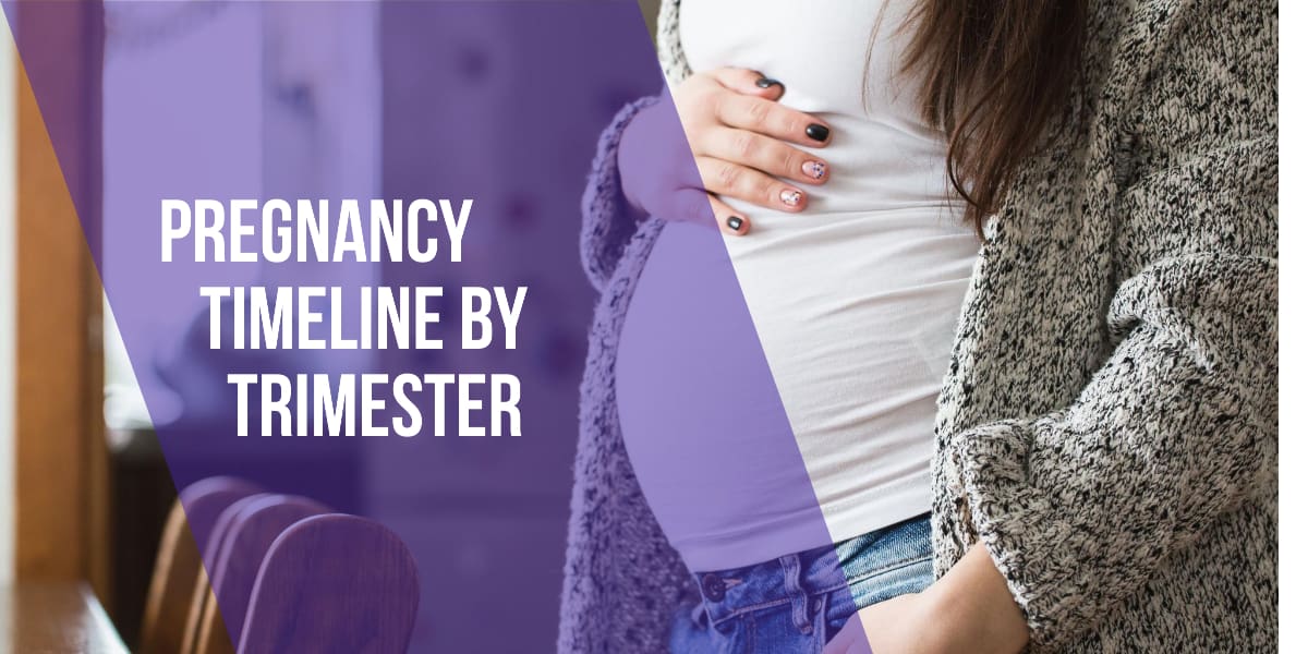Pregnancy Timeline by Trimester - Marketing Resources for Photographers
