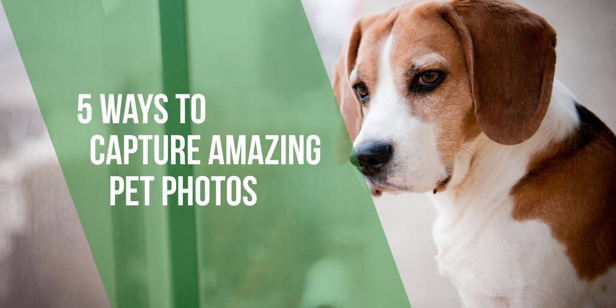 5 Ways to Capture Amazing Pet Photos - Marketing Resources for ...