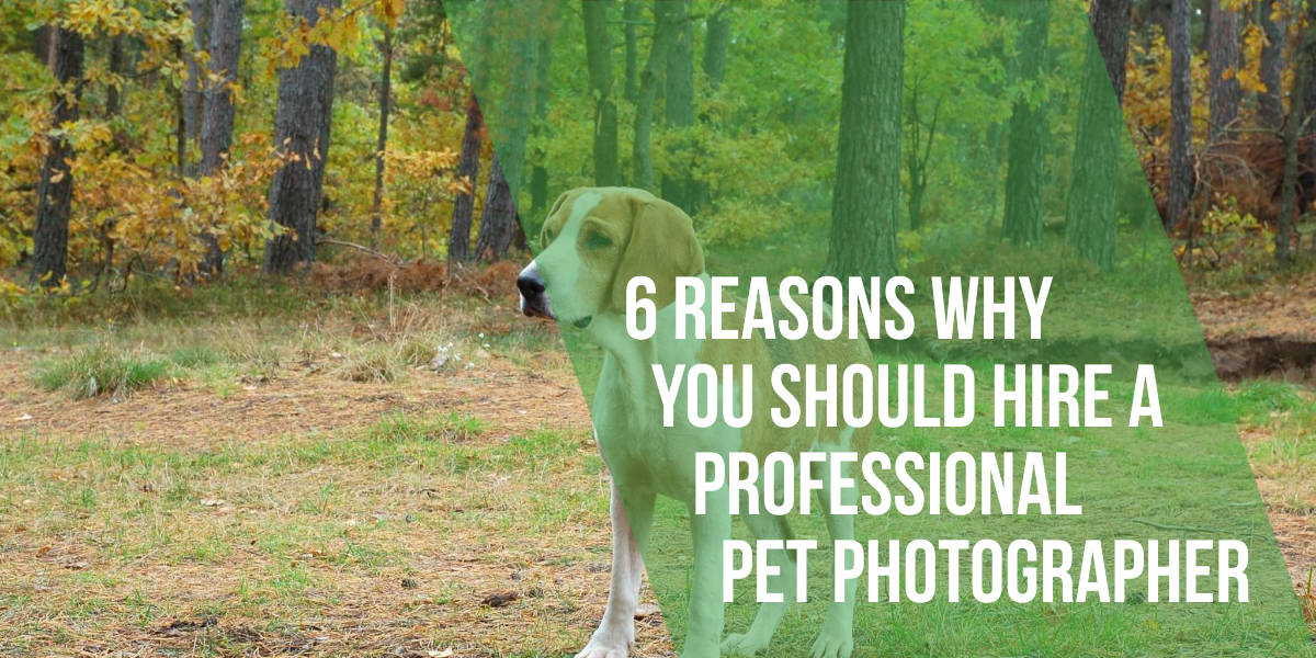 6 Reasons Why You Should Hire a Professional Pet Photographer ...